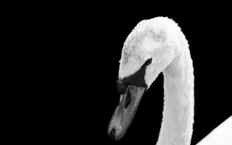 What is contrast in photography? | BBC Maestro