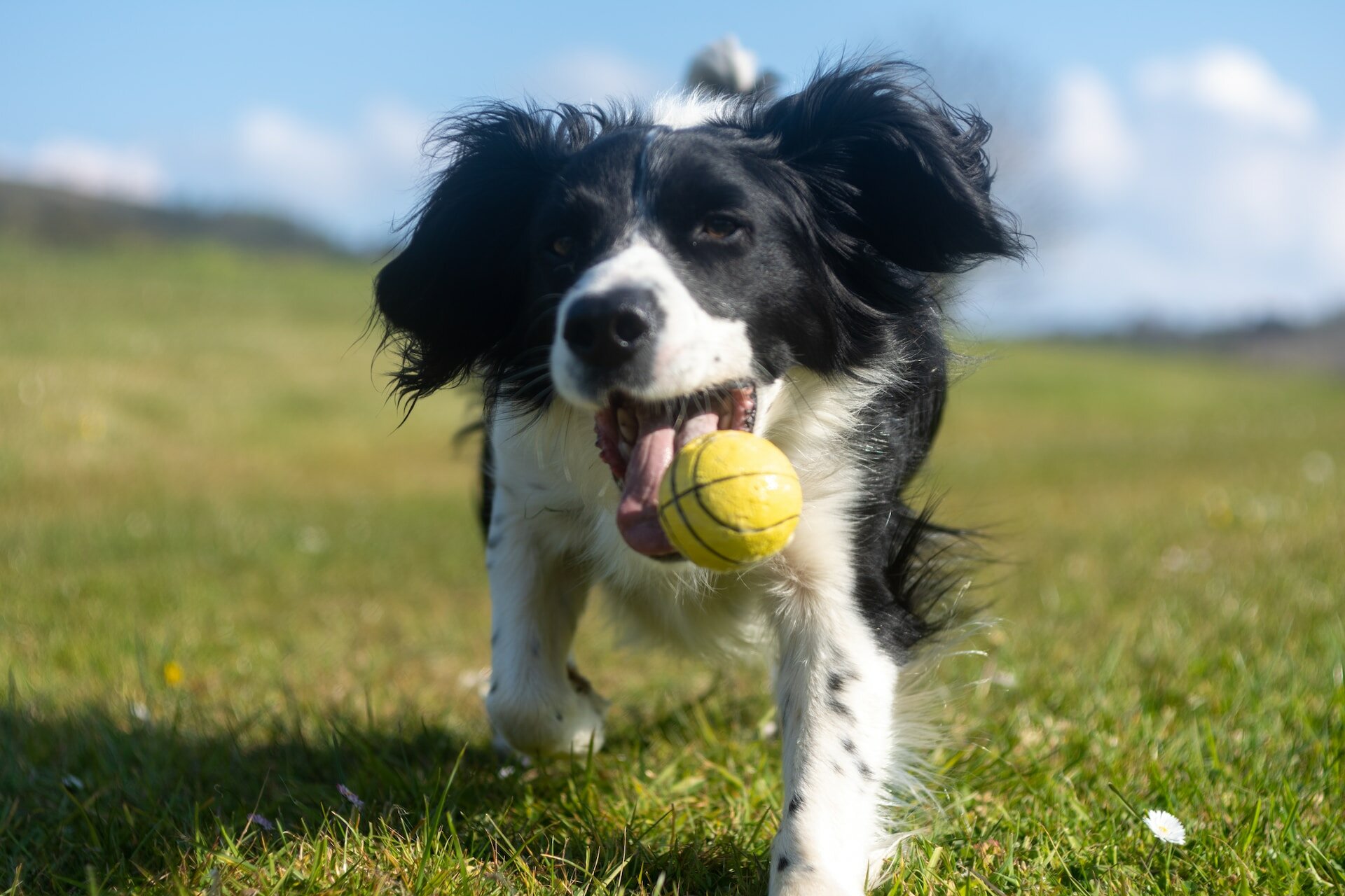 5 fun ways to mentally stimulate your dog | BBC Maestro