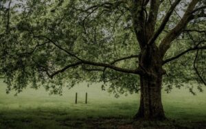 What is contrast in photography? | BBC Maestro