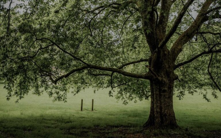 What is contrast in photography? | BBC Maestro